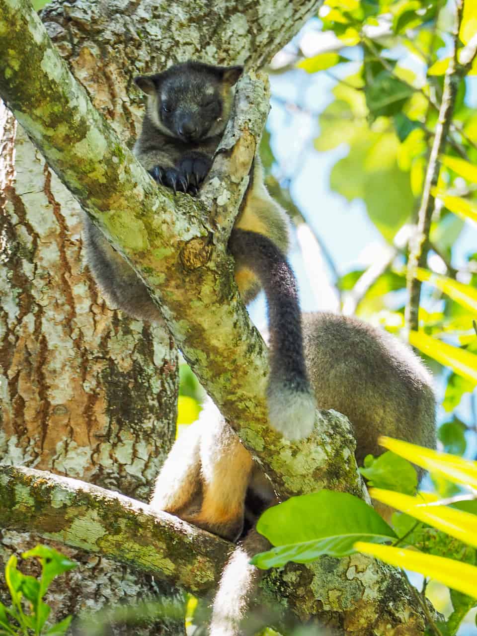 Where to Spot Unique Australian Wildlife in the Atherton Tablelands ...